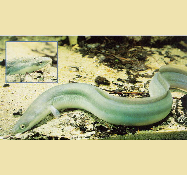 Species